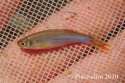 Brachydanio albolineata – Pearl ‘Danio’ (Danio albolineatus, Danio ...
