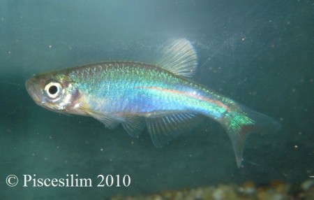 Brachydanio albolineata – Pearl ‘Danio’ (Danio albolineatus, Danio ...