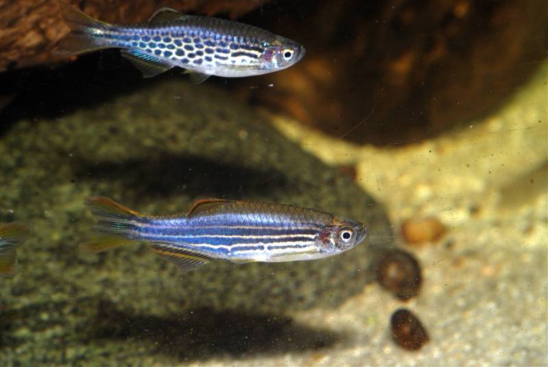 Brachydanio kyathit – Orange-Finned ‘Danio’ (Danio kyathit) — Seriously ...
