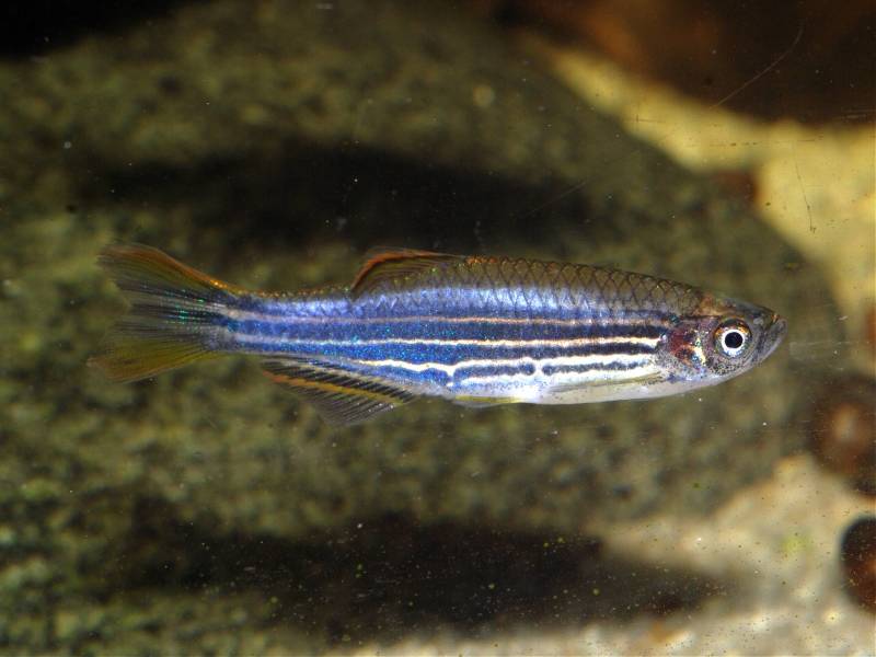 Brachydanio kyathit – Orange-Finned ‘Danio’ (Danio kyathit) — Seriously ...