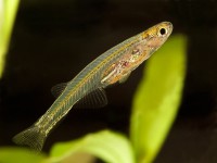 Danionella dracula — Seriously Fish