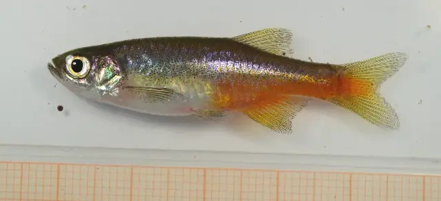 Devario sondhii – Fireline Devario (Danio sondhii, Brachydanio sondhii ...