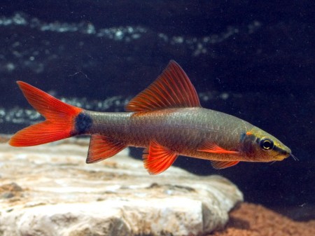 Epalzeorhynchos frenatum – Rainbow Shark (Labeo frenatus ...