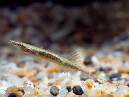 Indostomus paradoxus (Armoured Stickleback) — Seriously Fish