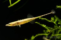 Indostomus paradoxus (Armoured Stickleback) — Seriously Fish