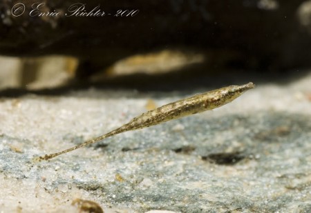 Indostomus crocodilus — Seriously Fish