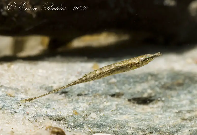 Indostomus crocodilus — Seriously Fish