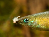 Iriatherina werneri – Threadfin Rainbowfish — Seriously Fish
