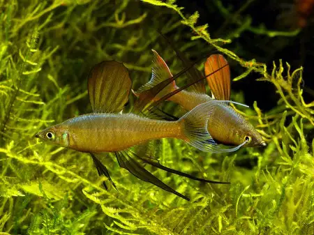 Iriatherina werneri – Threadfin Rainbowfish — Seriously Fish