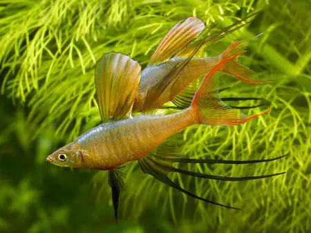 Iriatherina werneri – Threadfin Rainbowfish — Seriously Fish
