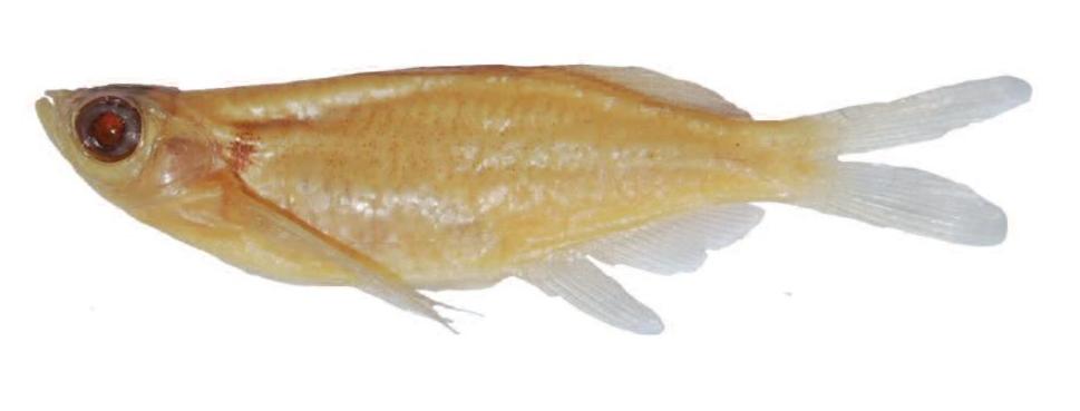 New Laubuca described — Seriously Fish