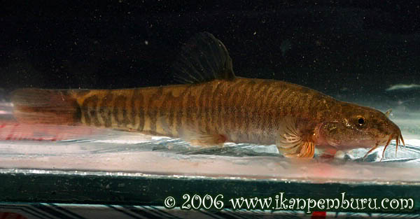 Schistura polytaenia (Nemacheilus polytaenia) — Seriously Fish