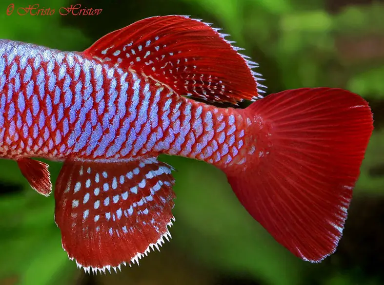 Nothobranchius eggersi — Seriously Fish