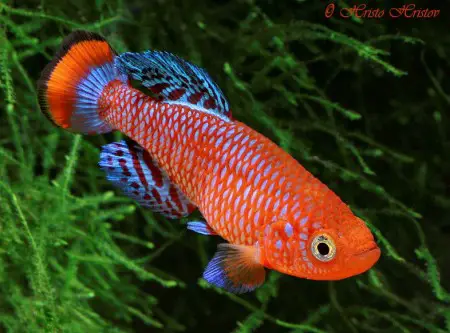 Nothobranchius rachovii (Bluefin Nothobranch) — Seriously Fish