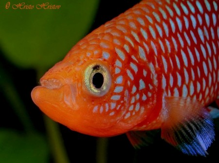 Nothobranchius rachovii (Bluefin Nothobranch) — Seriously Fish