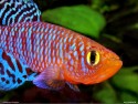 Nothobranchius rachovii (Bluefin Nothobranch) — Seriously Fish