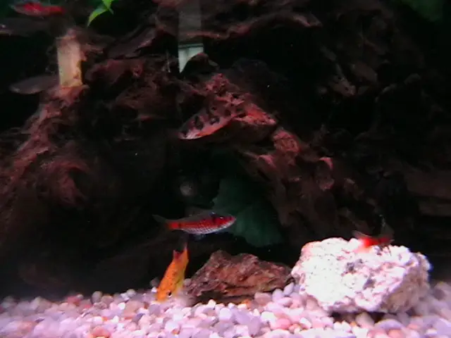 odessa barb, golden barb, snakeskin barb — Seriously Fish