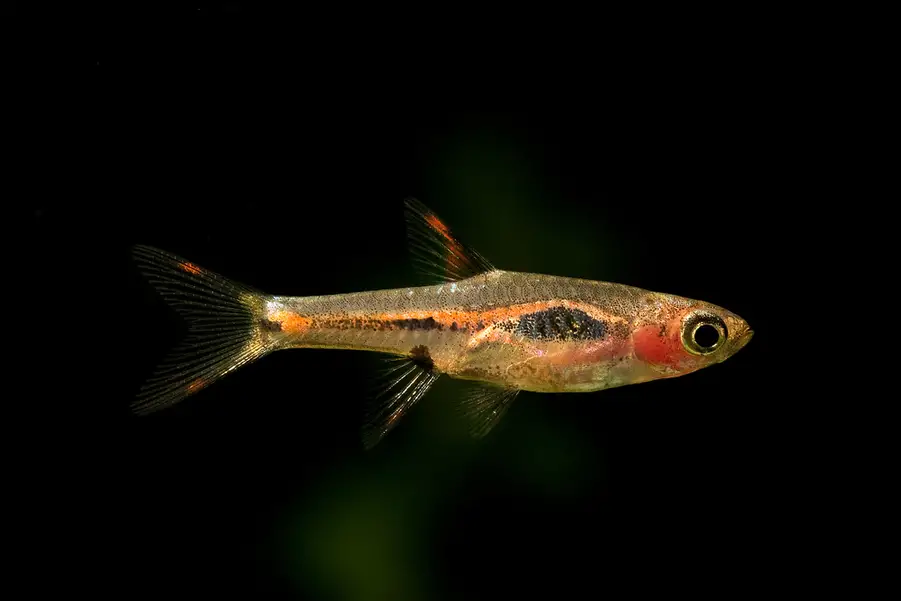 Boraras merah (Rasbora merah) — Seriously Fish