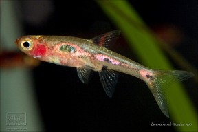 Boraras merah (Rasbora merah) — Seriously Fish