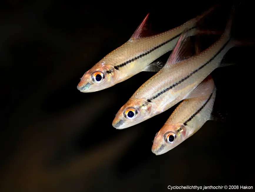 Cyclocheilichthys janthochir (Systomus janthochir) — Seriously Fish