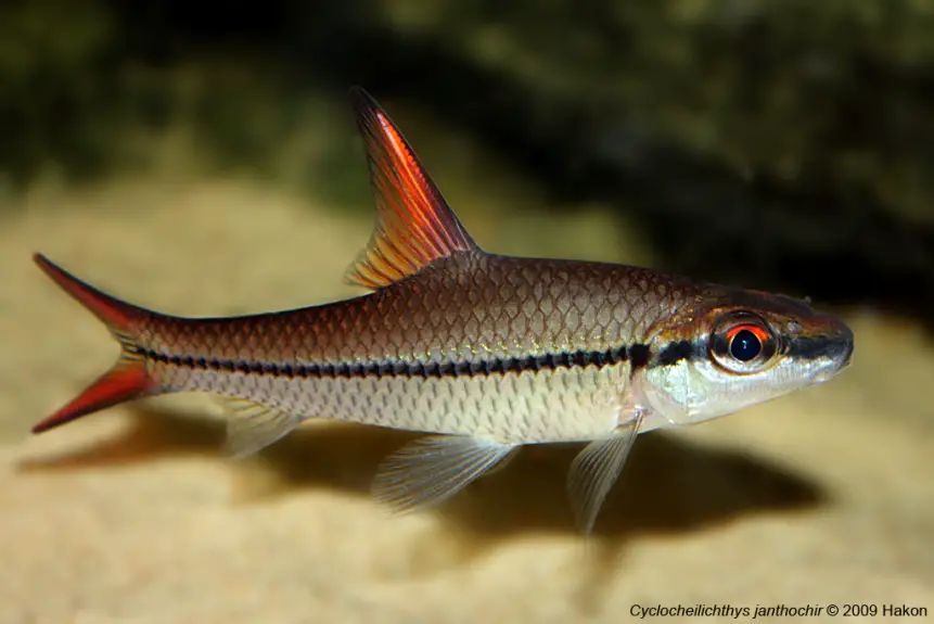 Cyclocheilichthys janthochir (Systomus janthochir) — Seriously Fish