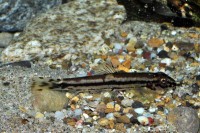 Yaoshania pachychilus – Panda Loach (Protomyzon pachychilus ...