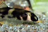 Yaoshania pachychilus – Panda Loach (Protomyzon pachychilus ...