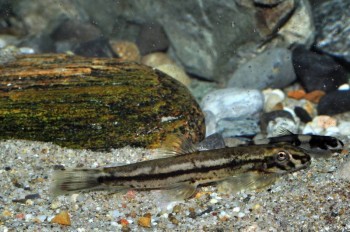 Yaoshania pachychilus – Panda Loach (Protomyzon pachychilus ...