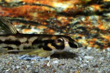 Yaoshania pachychilus – Panda Loach (Protomyzon pachychilus ...