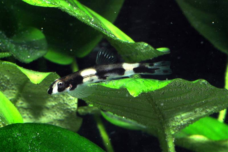 Yaoshania Pachychilus Panda Loach Protomyzon Pachychilus