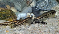 Yaoshania pachychilus – Panda Loach (Protomyzon pachychilus ...