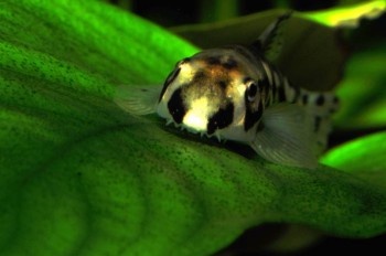 Yaoshania pachychilus – Panda Loach (Protomyzon pachychilus ...