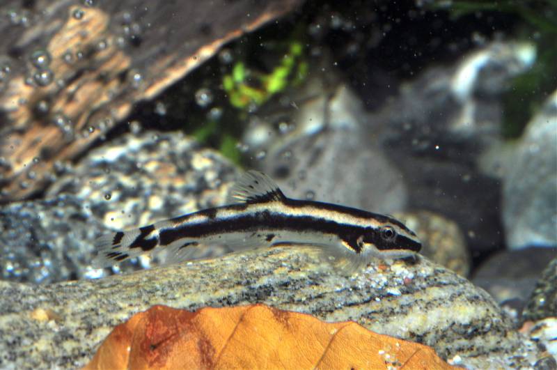 Yaoshania Pachychilus Panda Loach Protomyzon Pachychilus