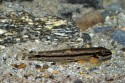 Yaoshania pachychilus – Panda Loach (Protomyzon pachychilus ...