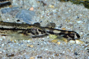 Yaoshania pachychilus – Panda Loach (Protomyzon pachychilus ...