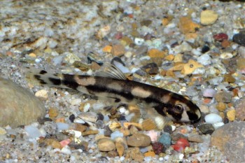 Yaoshania pachychilus – Panda Loach (Protomyzon pachychilus ...