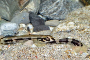 Yaoshania pachychilus – Panda Loach (Protomyzon pachychilus ...