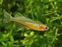 Pseudomugil gertrudae – Spotted Blue-eye — Seriously Fish