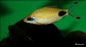 Dawkinsia assimilis – Mascara Barb (Systomus assimilis, Puntius ...