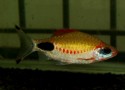 Dawkinsia assimilis – Mascara Barb (Systomus assimilis, Puntius ...