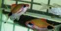 Dawkinsia assimilis – Mascara Barb (Systomus assimilis, Puntius ...