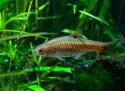 Puntius bimaculatus – Two-spotted Barb (Gnathopogon bimaculatus ...