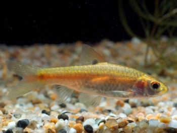 Puntius bimaculatus – Two-spotted Barb (Gnathopogon bimaculatus ...