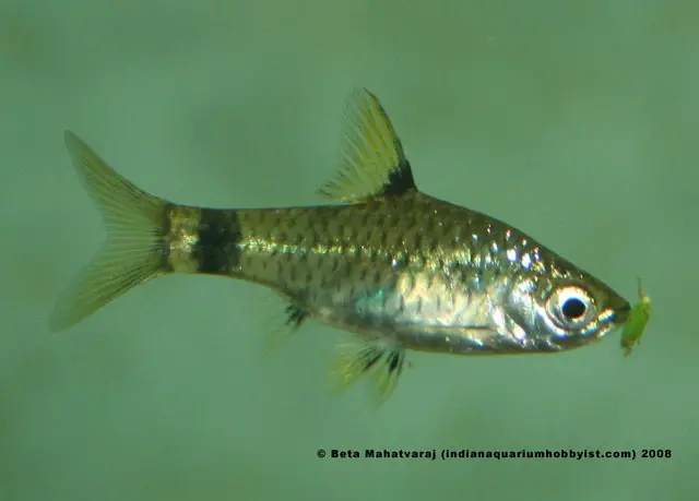 Pethia gelius – Golden Dwarf Barb (Puntius gelius, Cyprinus canius ...
