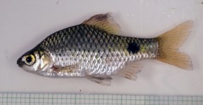 Pethia conchonius – Rosy Barb (Puntius conchonius, Barbus conchonius ...