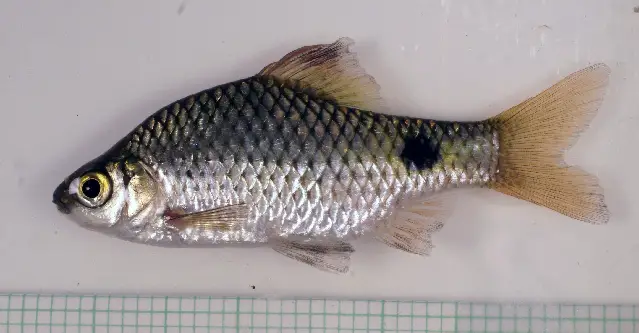 Pethia conchonius – Rosy Barb (Puntius conchonius, Barbus conchonius ...