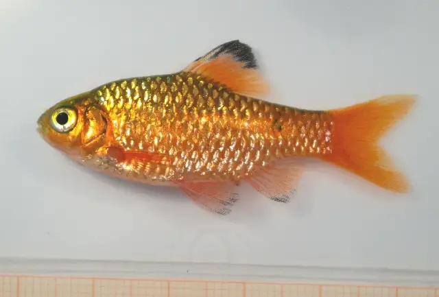 Pethia conchonius – Rosy Barb (Puntius conchonius, Barbus conchonius ...