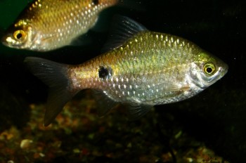 Pethia conchonius – Rosy Barb (Puntius conchonius, Barbus conchonius ...