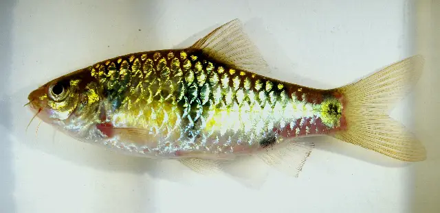 Barbodes dunckeri – Clown Barb (Barbus dunckeri, Puntius dunckeri ...