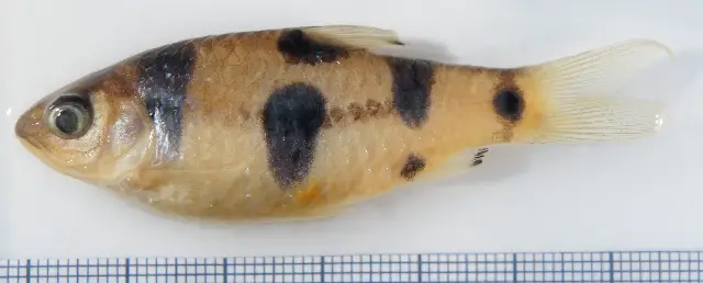 Barbodes dunckeri – Clown Barb (Barbus dunckeri, Puntius dunckeri ...
